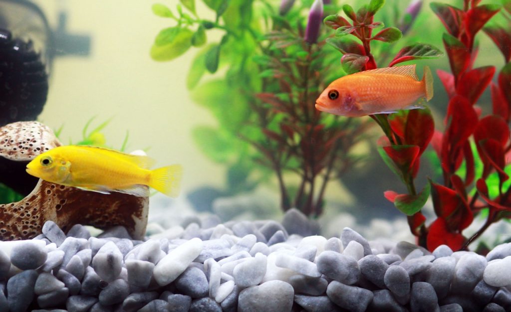 Comment bien nourrir ses poissons en aquarium ? - Douceur Pastel